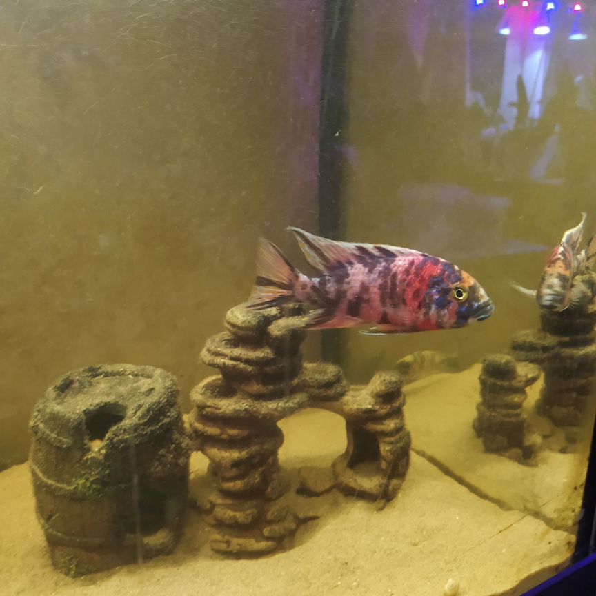 Цихлида алунокара мультикрлор самец