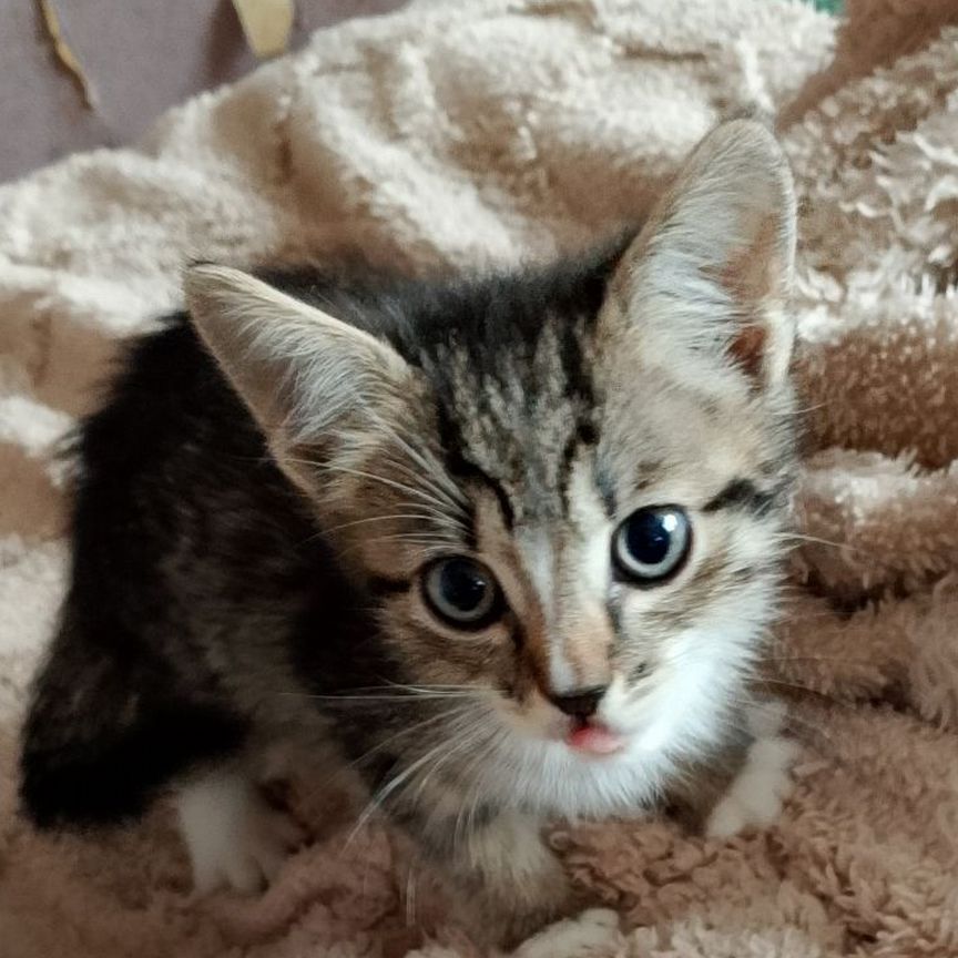 Котёнок в добрые руки