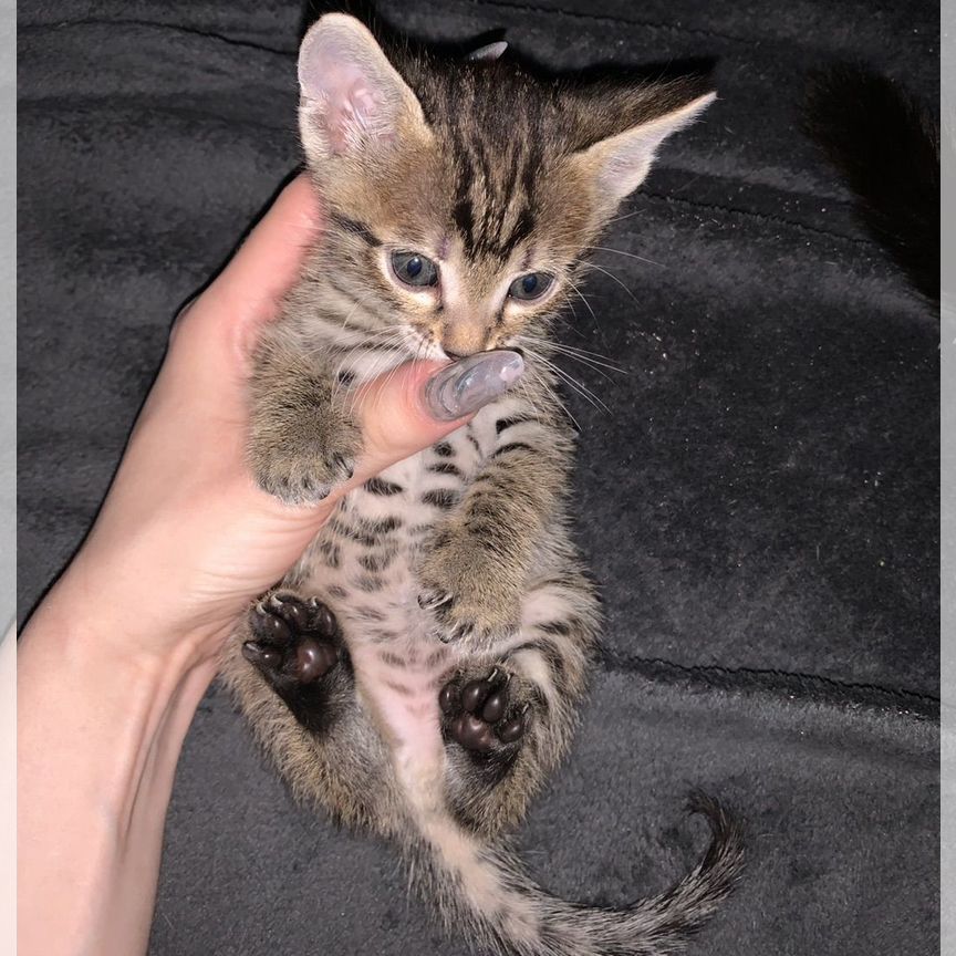 Котёнок в добрые руки
