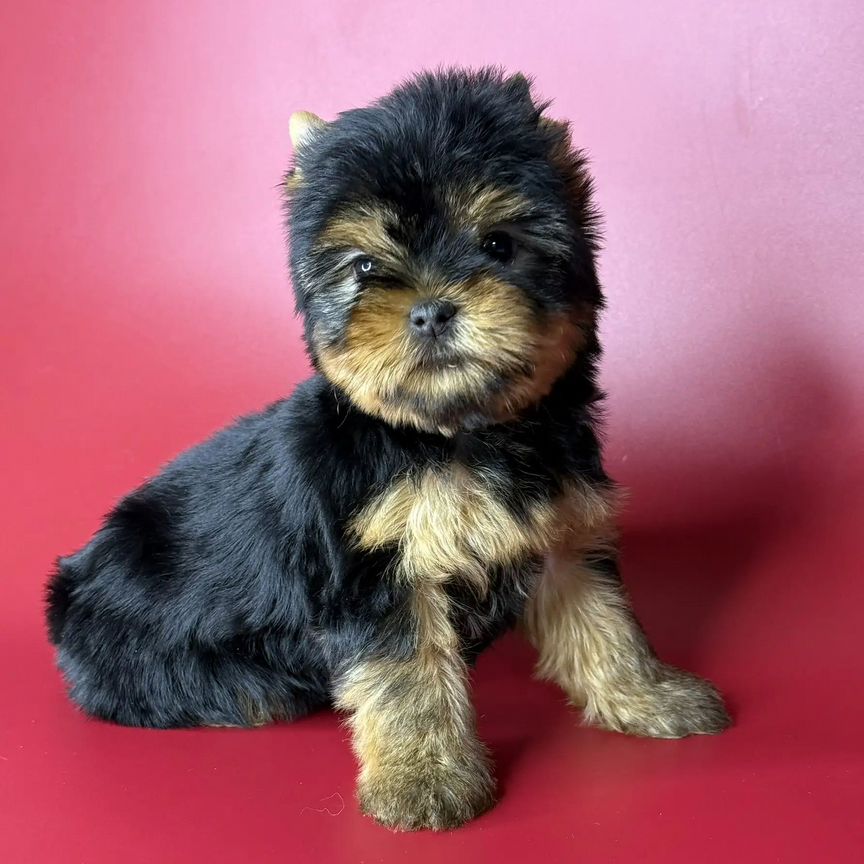 Йоркширский терьер, щенок