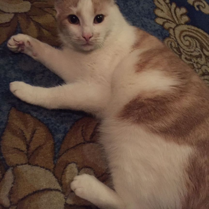 Котик подросток ищет семью