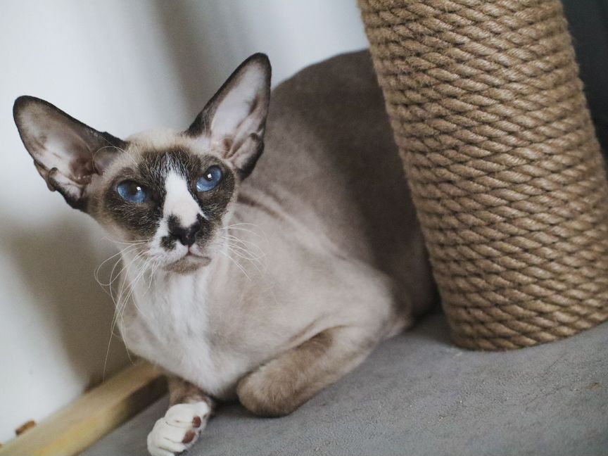 Кошка петерболд