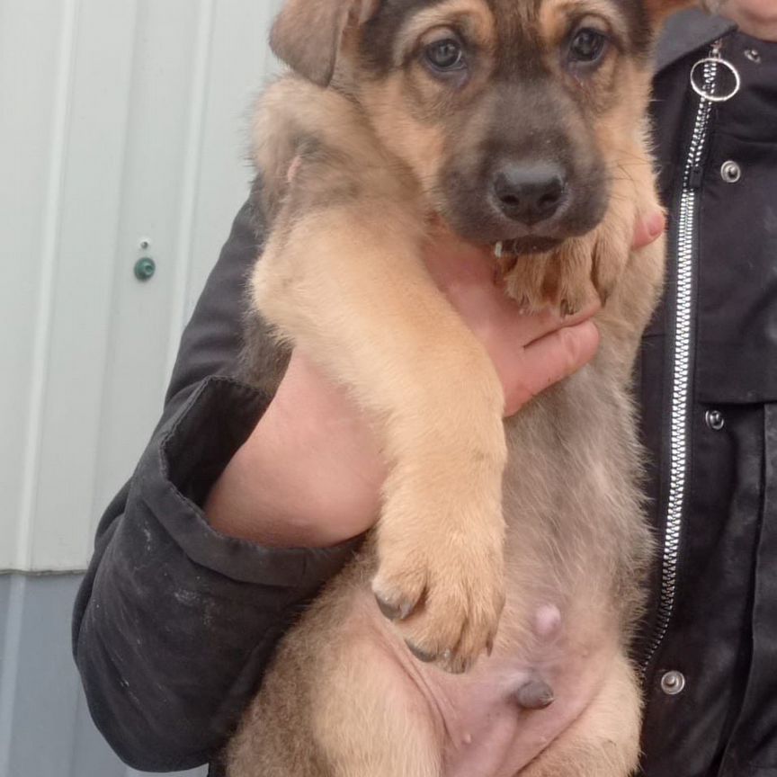 Немецкая овчарка