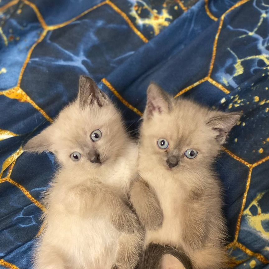 Котята в добрые руки