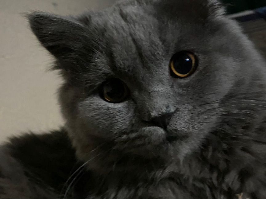 Котенок британский