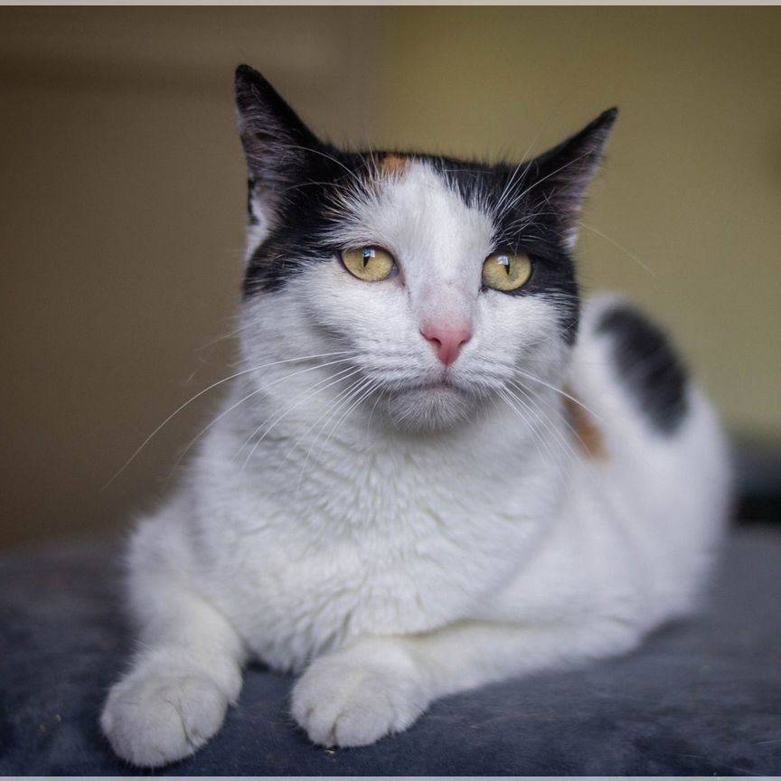 Игривая кошечка ждет свою семью