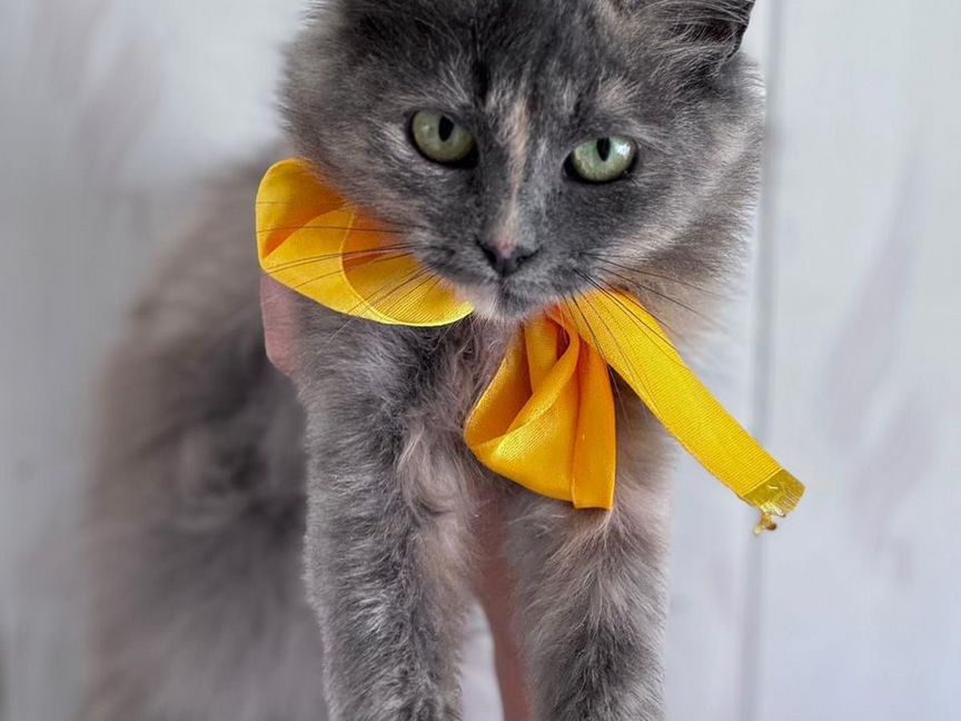 Кошка Ласка из приюта в дар