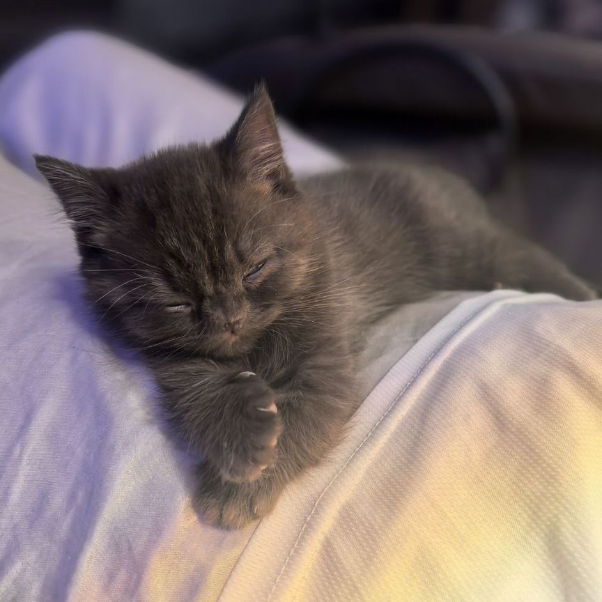 Шотландский прямоухий короткошёрстный котёнок