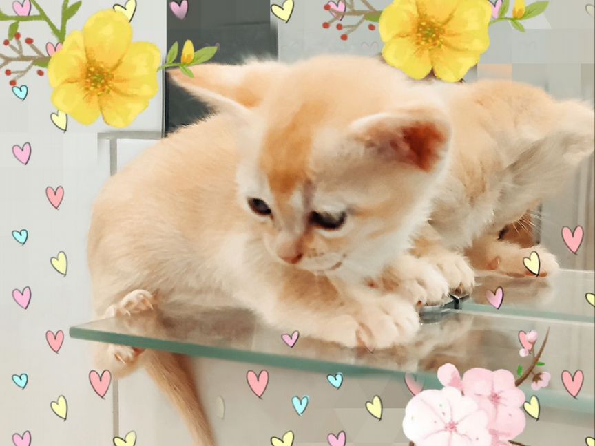 Бурманские котята