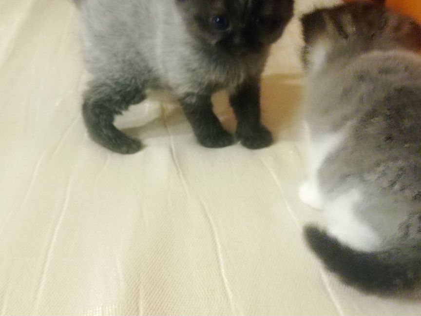 Шотландские вислоухие котята