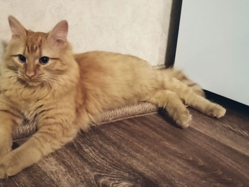 Сибирский кот вязка