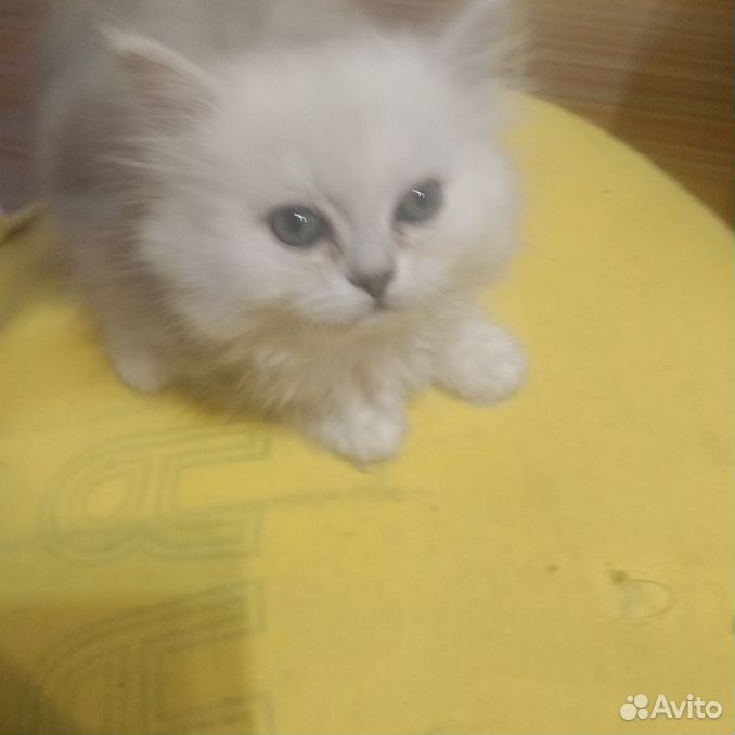 Продам персидских шиншил