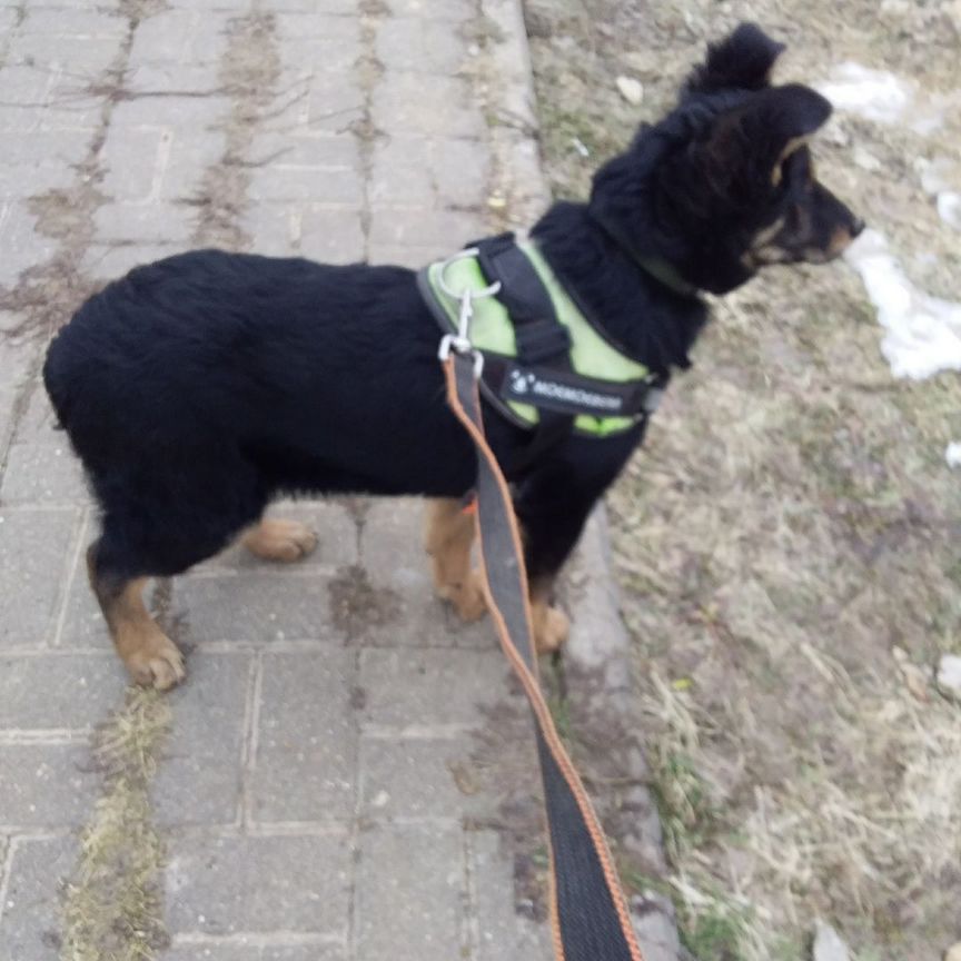 Щенок в добрые руки бесплатно