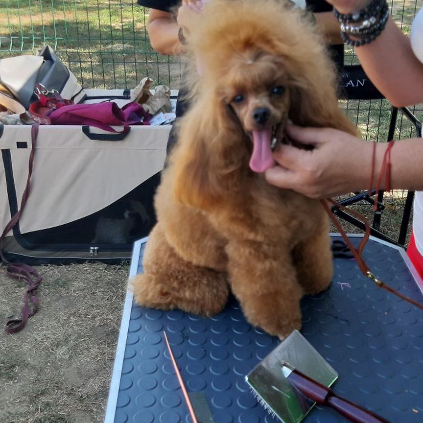 Вязка кобель пудель той волгоградская область