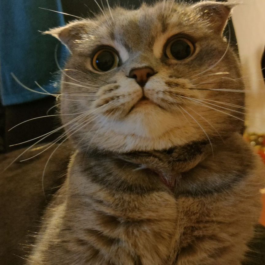 Ласковый котик