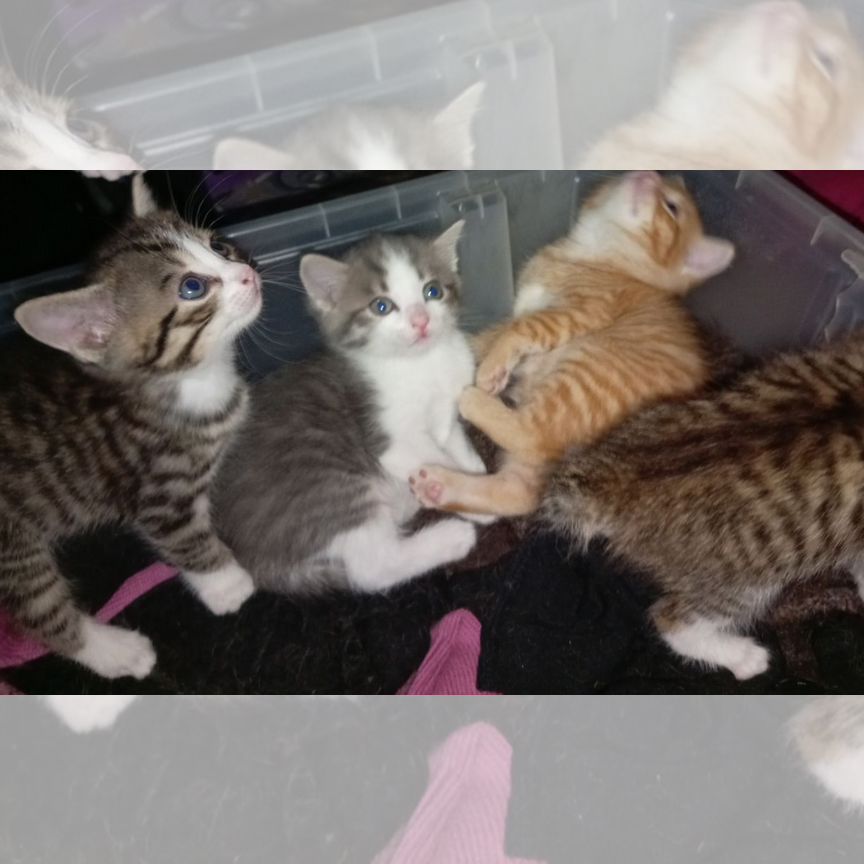 Котята метисы