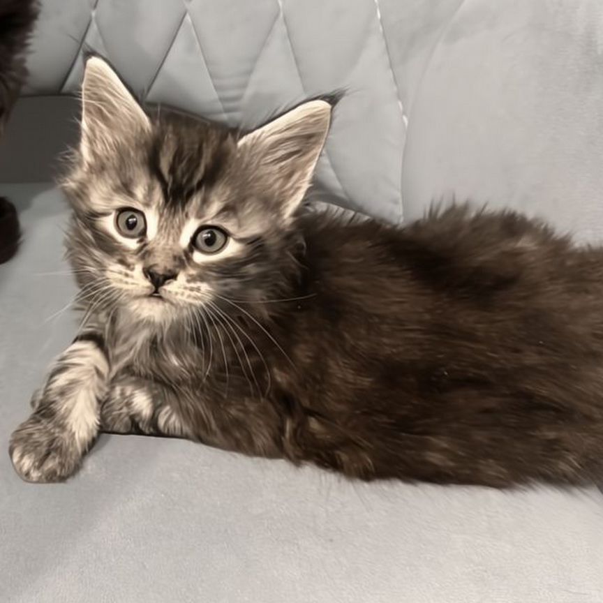 Мейн-кун котёнок