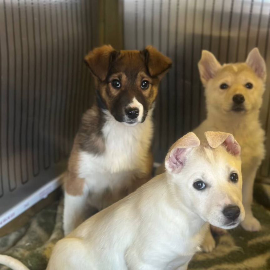 Щенок в добрые руки