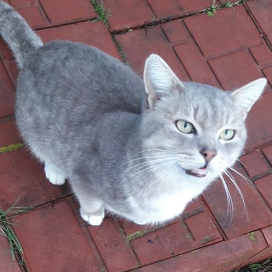 Шотландский прямоухий короткошёрстный кот, взрослый