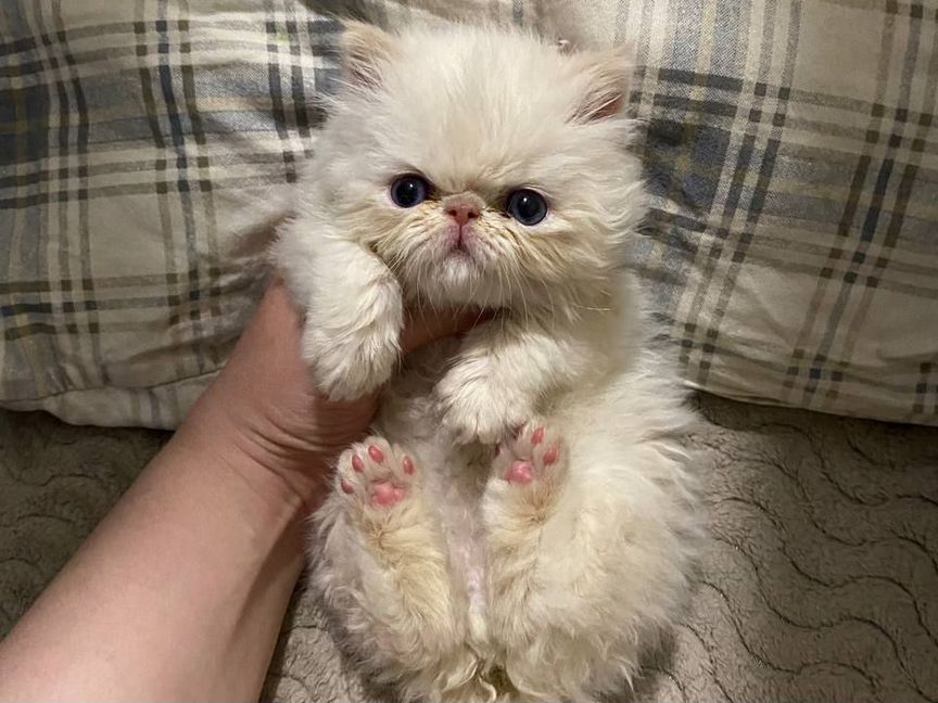 Персидский кот