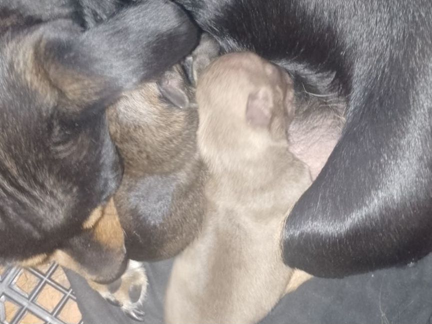 Смеси той терьера и дворняги