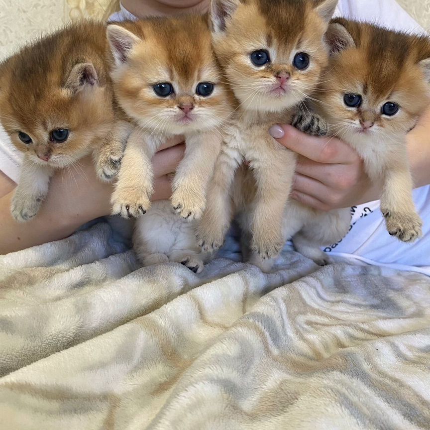 Британский короткошёрстный котёнок