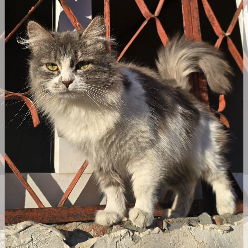 Молодая кошечка в хорошие руки