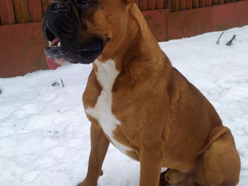 Боксер вязка