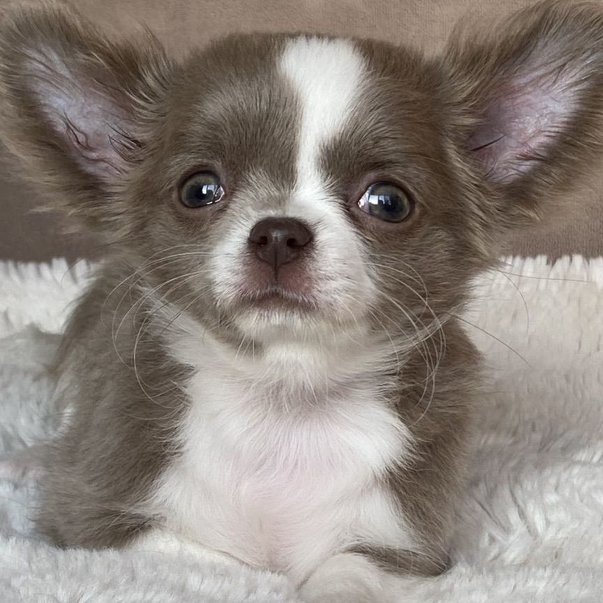 Чихуахуа, щенок