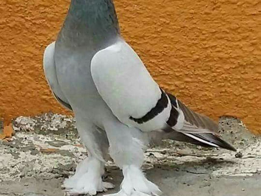 Голуби для гона