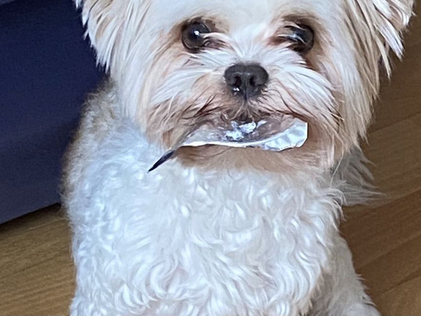 Бивер йорк 3 года продам