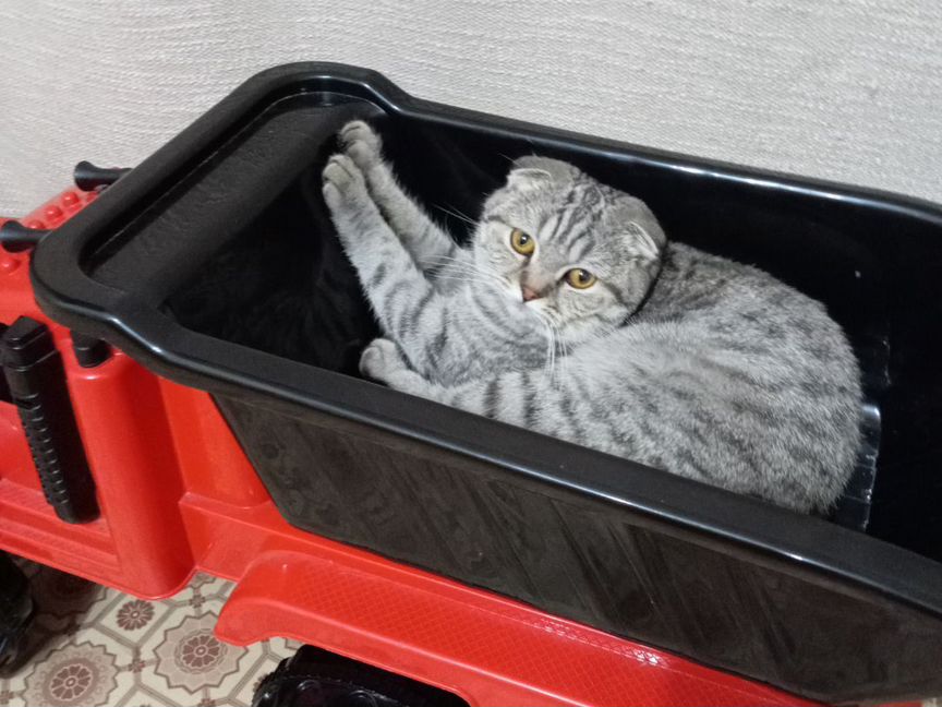 Вязка. Британская вислоухая кошка