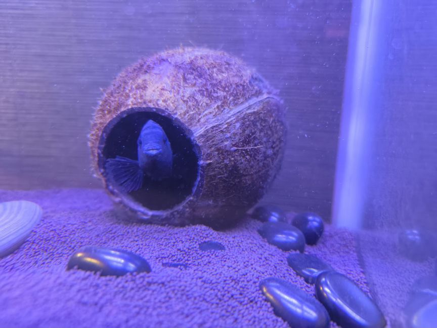 Чернополосая цихлида отдам