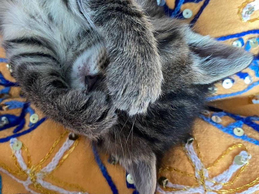 Котята в добрые руки 1 месяц