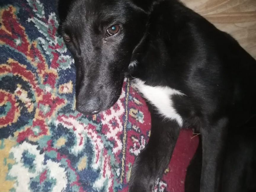 Собака в добрые руки