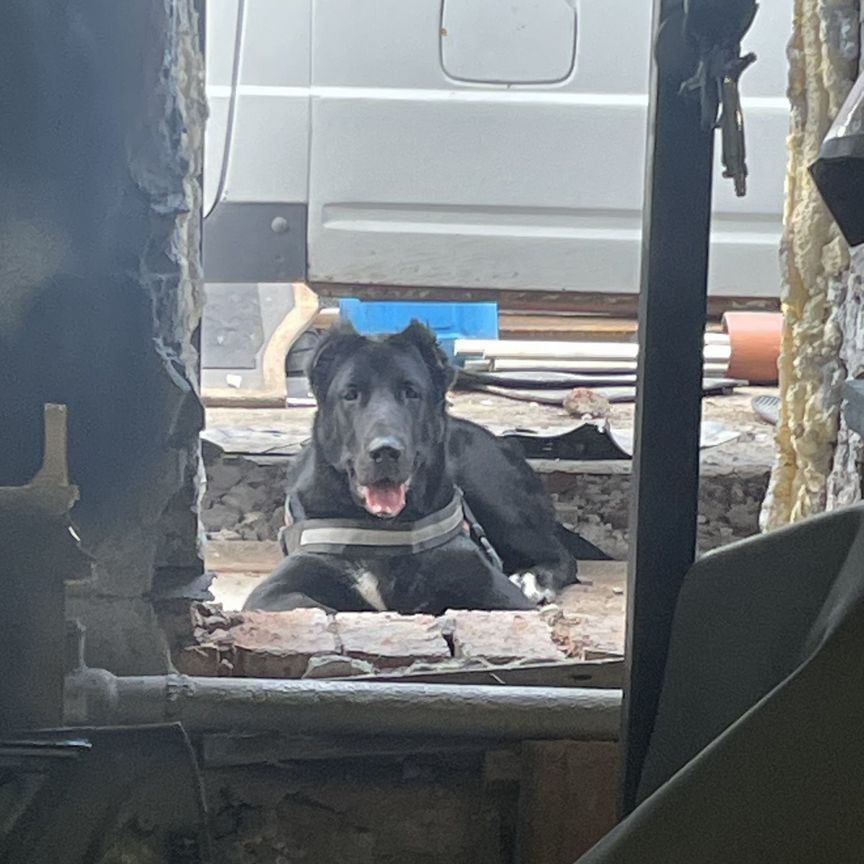 Среднеазиатская овчарка, взрослая собака