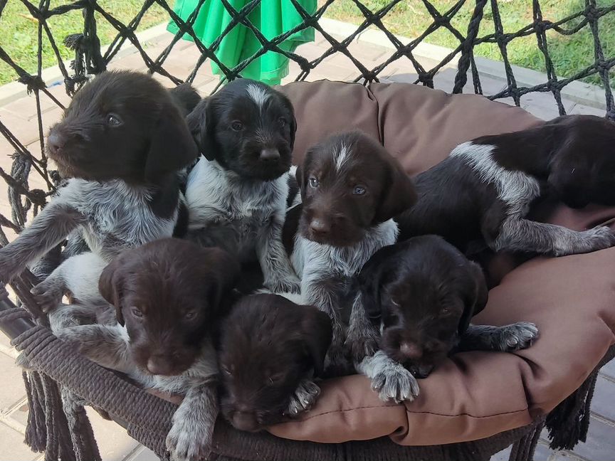 Щенки дратхаара