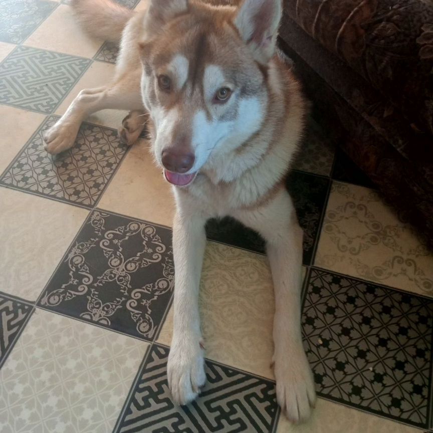 Сибирский хаски