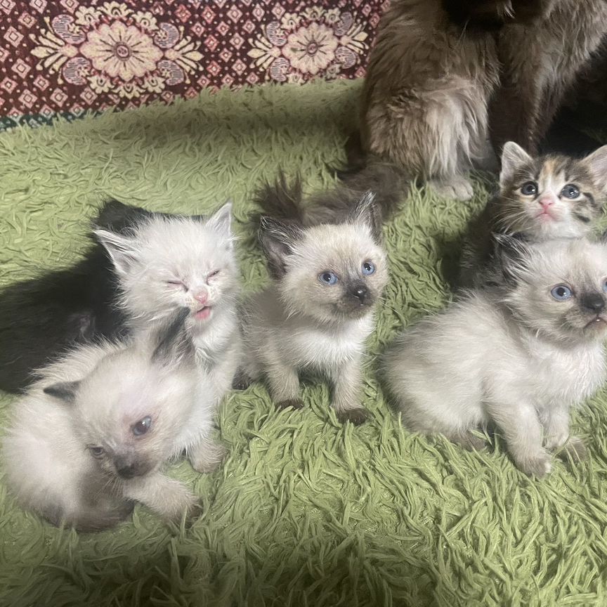 Котята в добрые руки