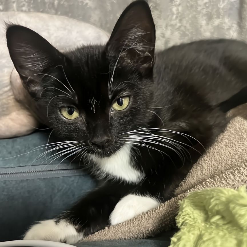 Котёнок в добрые руки