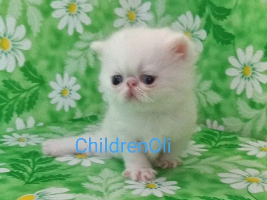 Белоснежный разноглазый мальчик экзот