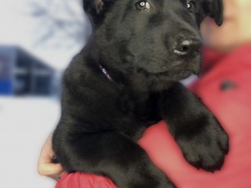 Щенки восточноевропейско овчарки