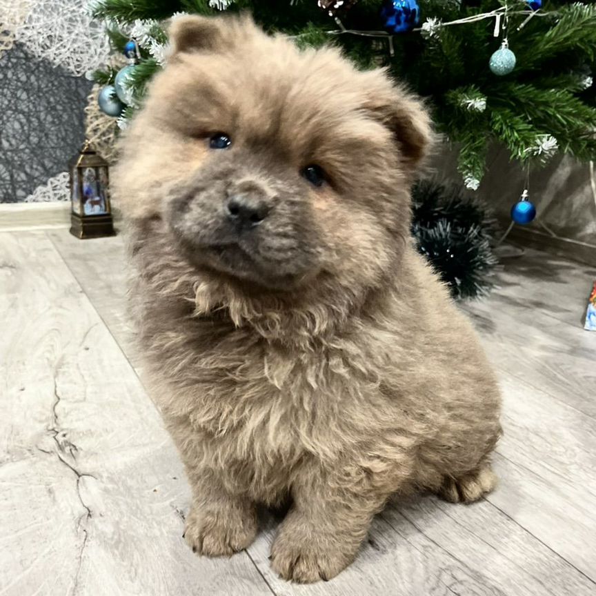 Чау-чау, щенок