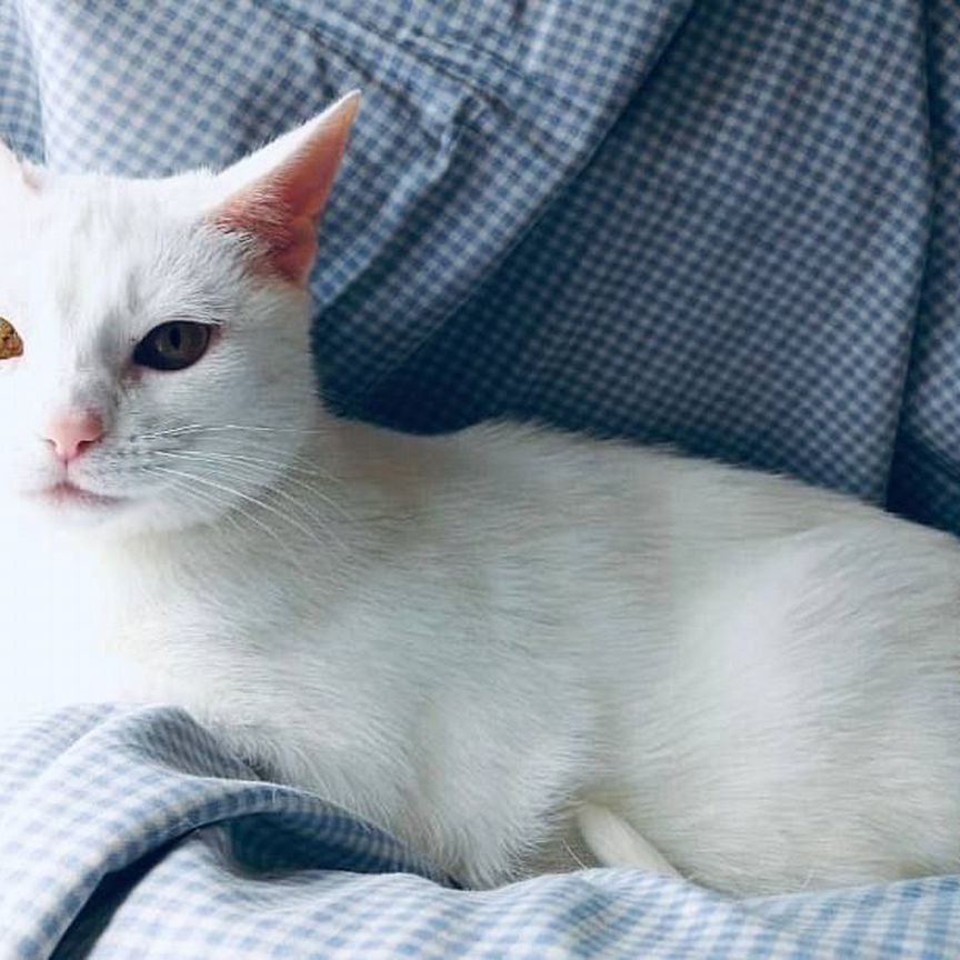 Кошка белоснежка