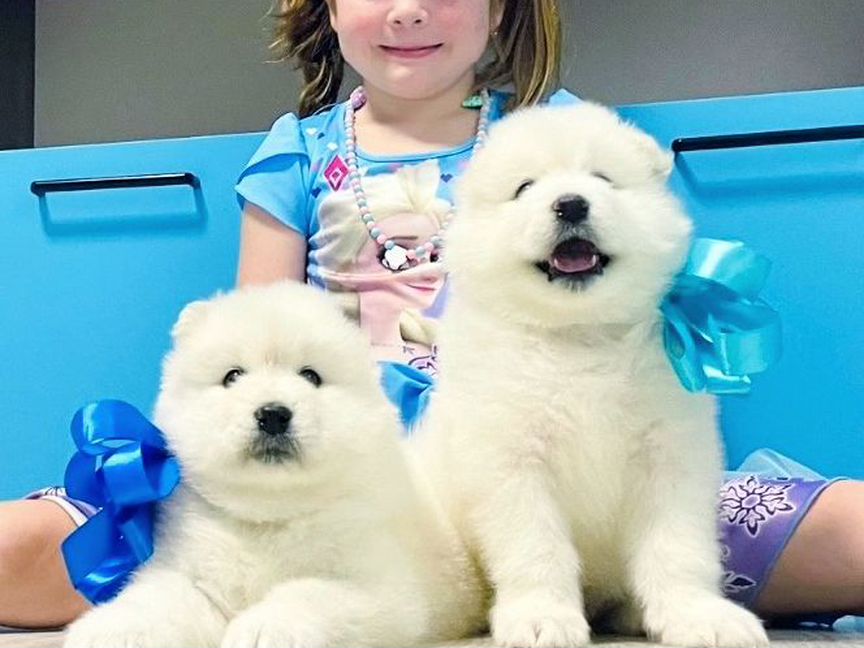 Малыши Самоеда - Мишки для Вас (с Клеймом и Докум