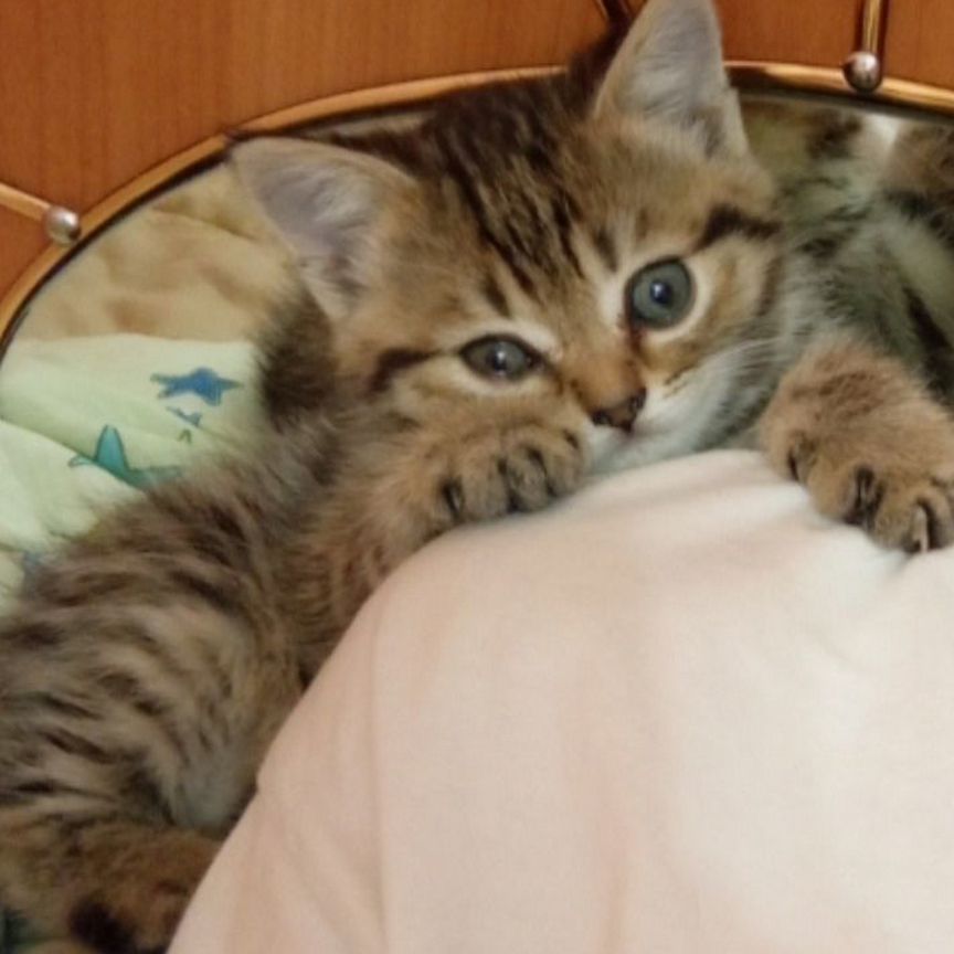 Продам котёнка