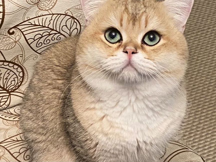 Британский кот на вязку