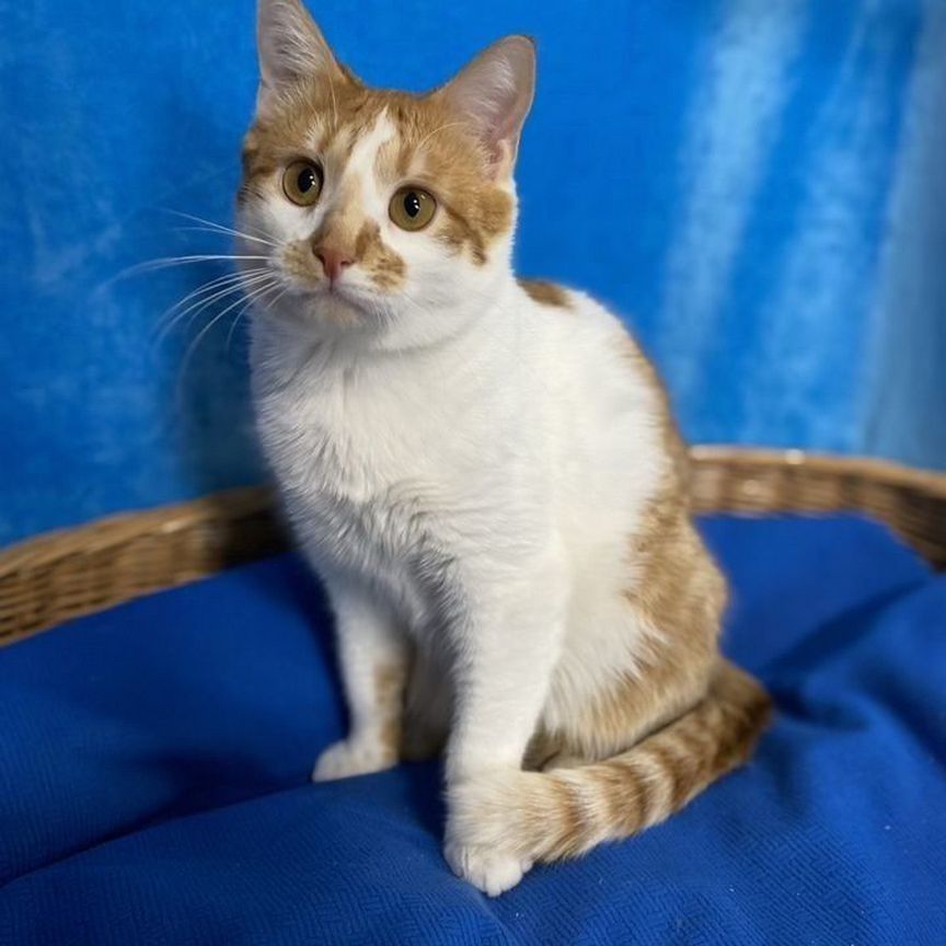 Рыжая кошка с оранжевыми глазами