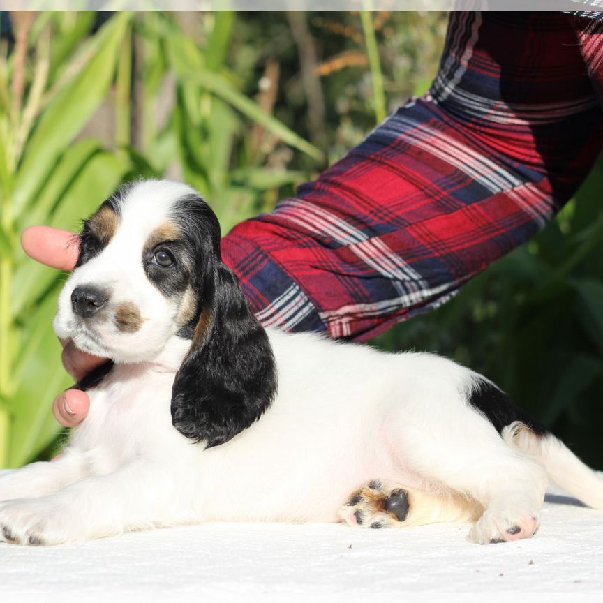 Очаровательная девочка Английский кокер спаниель