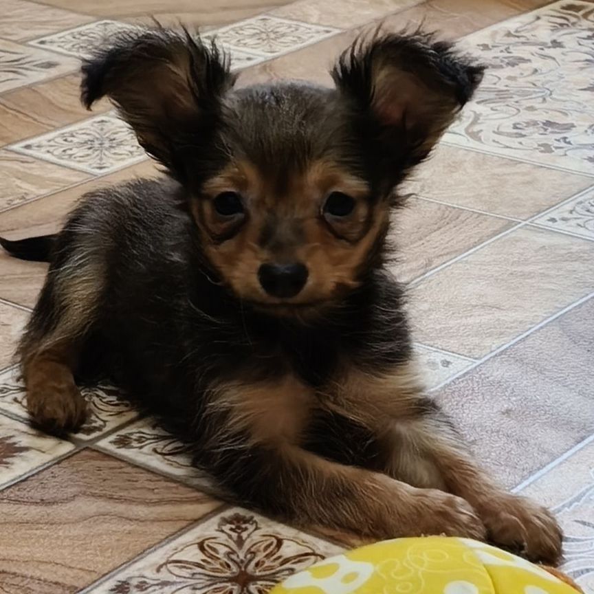 Русский той-терьер, щенок